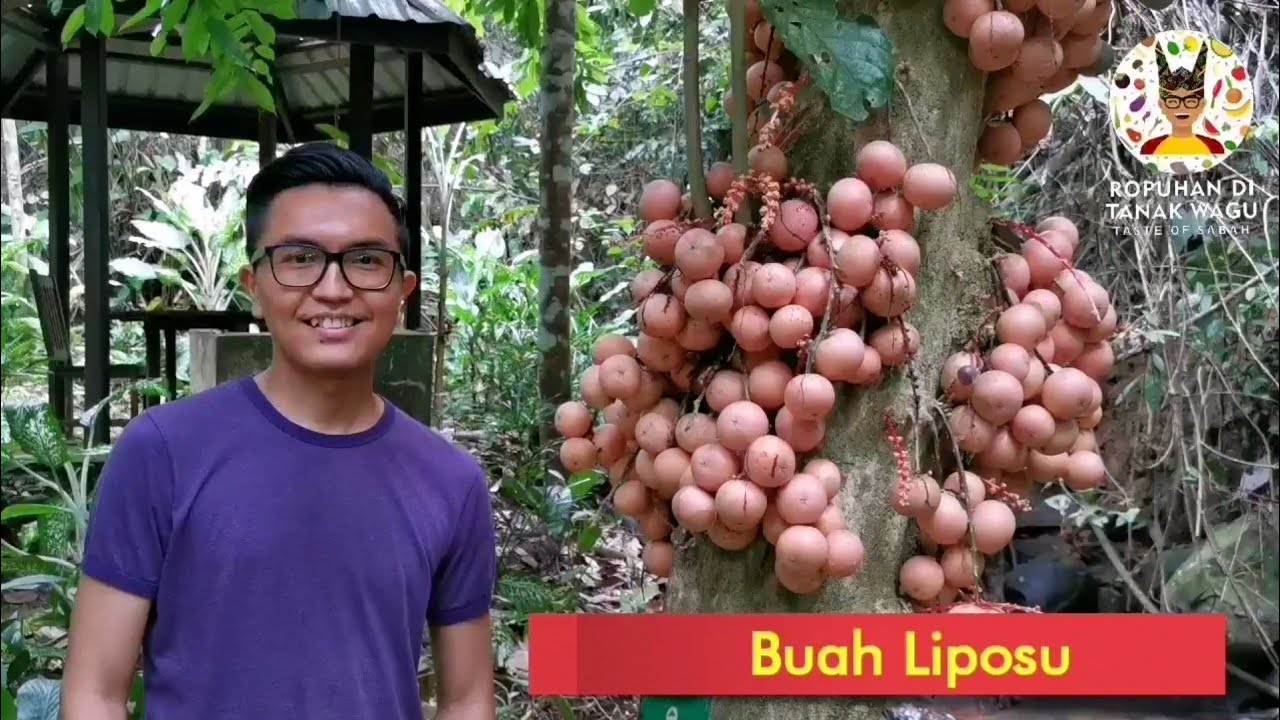 Buah Liposu - YouTube