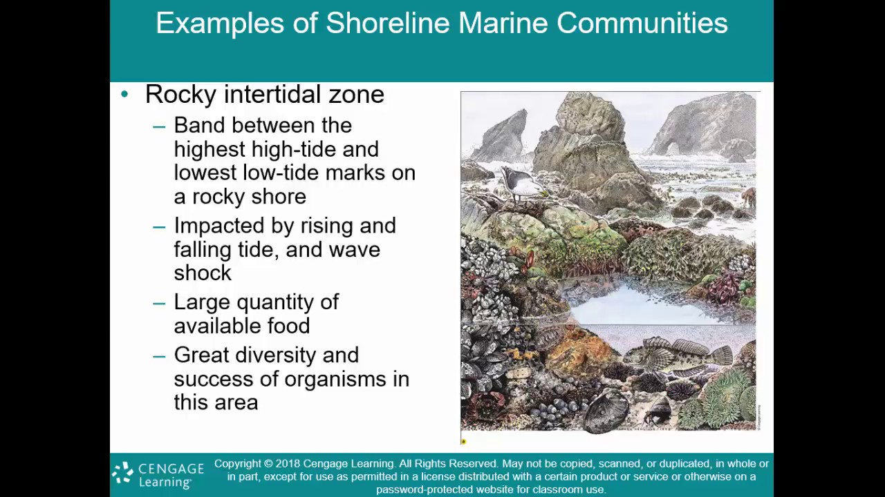 OCE 101 Lecture: Marine Communities - YouTube