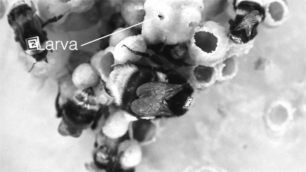 Bumblebee Queen Laying Eggs - YouTube