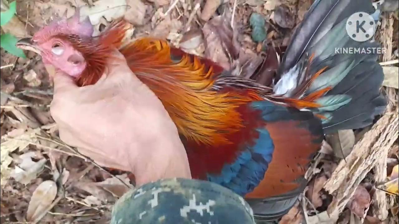 Mus dib tua qaib qus lom zem kawg - YouTube