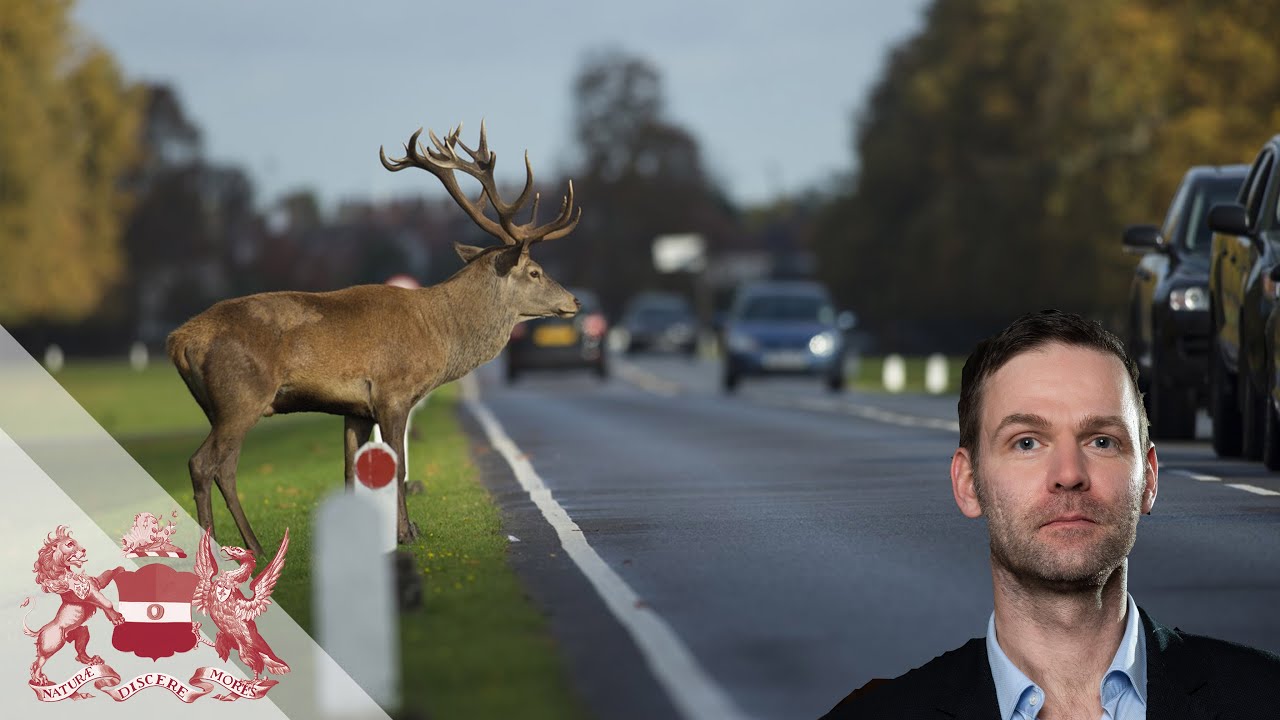 The Big Pause: Tracking Wildlife During COVID-19 Lockdowns | Christian ...