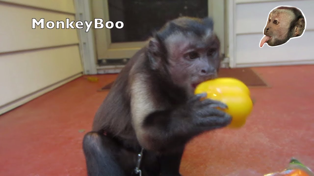 Monkey Loves Peppers! - YouTube