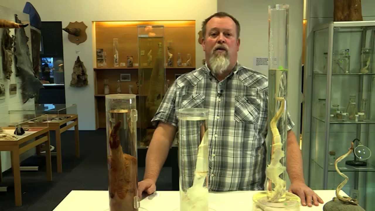 The Icelandic Phallological Museum - YouTube