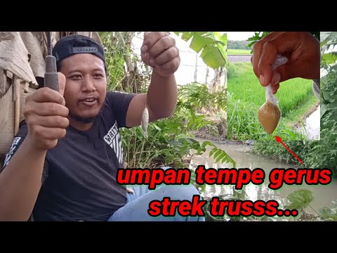 ikannya GANAS saudara...