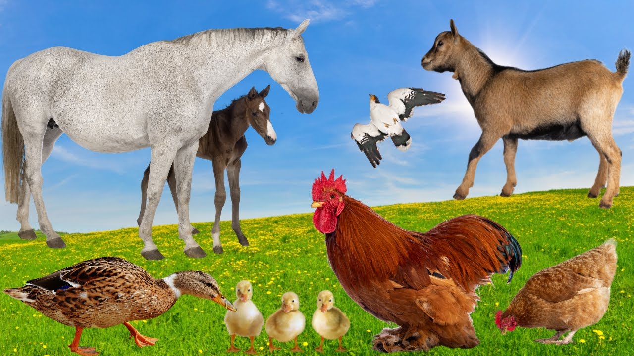 Amazing voices of animals, wild nature sounds, animal voices, animal ...