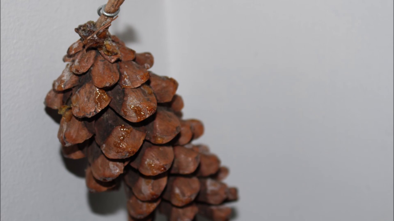 Hygroscopic Movement of Pine Cone - YouTube