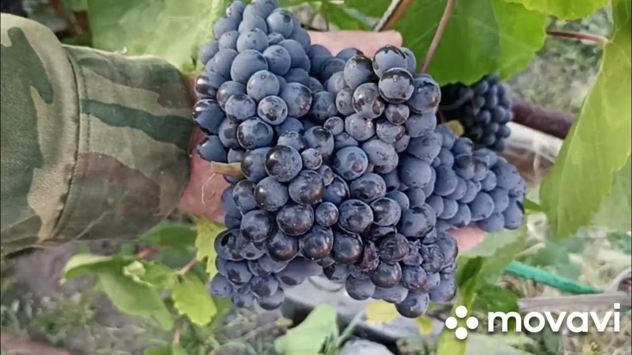 Виноград памяти Домбковской. ЧБЗ. Урожайность четырёхлетнего растения ...
