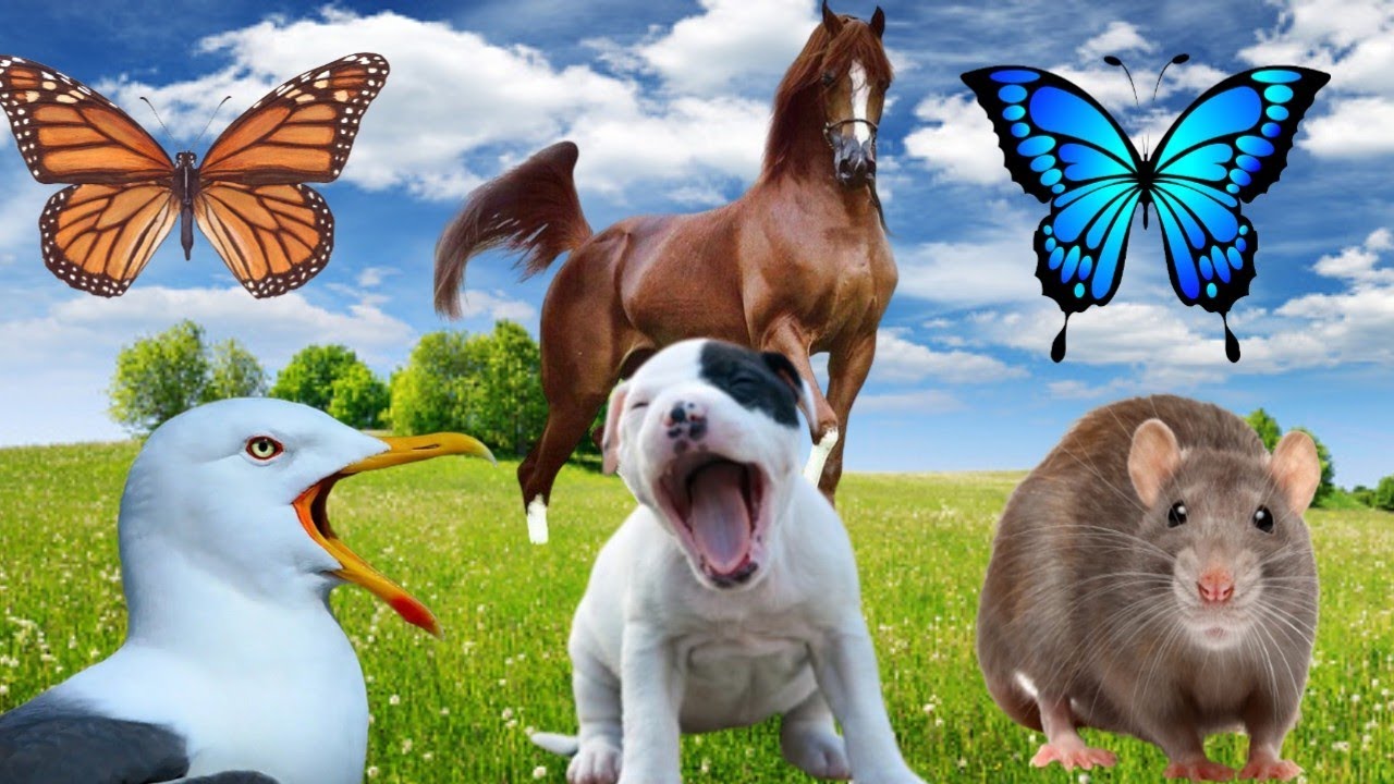 ANIMALS HABITS | ANIMALS ENVIRONMENT,DOG,HORSE,DEER, BUTTERFLY, SPARROW ...