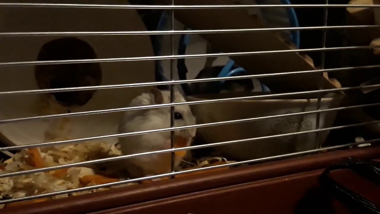 ჯუნგარის ზაზუნა - YouTube