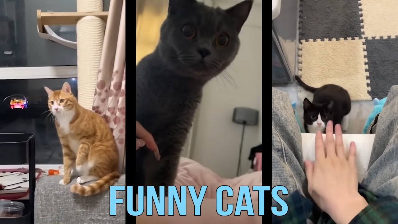 Cute Funny cats: Cat vs drone, cat wants to go home, cat won't let me ...