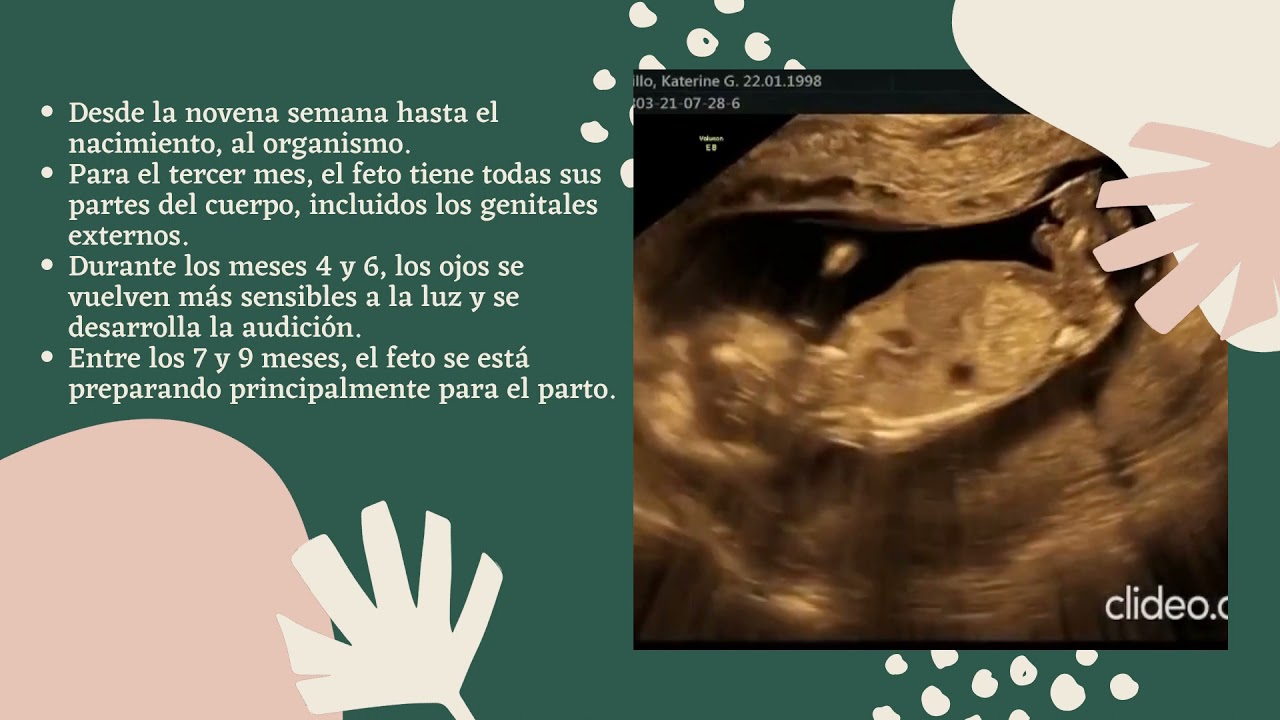 Etapas del desarrollo Prenatal: germinal, embrionaria y fetal - YouTube