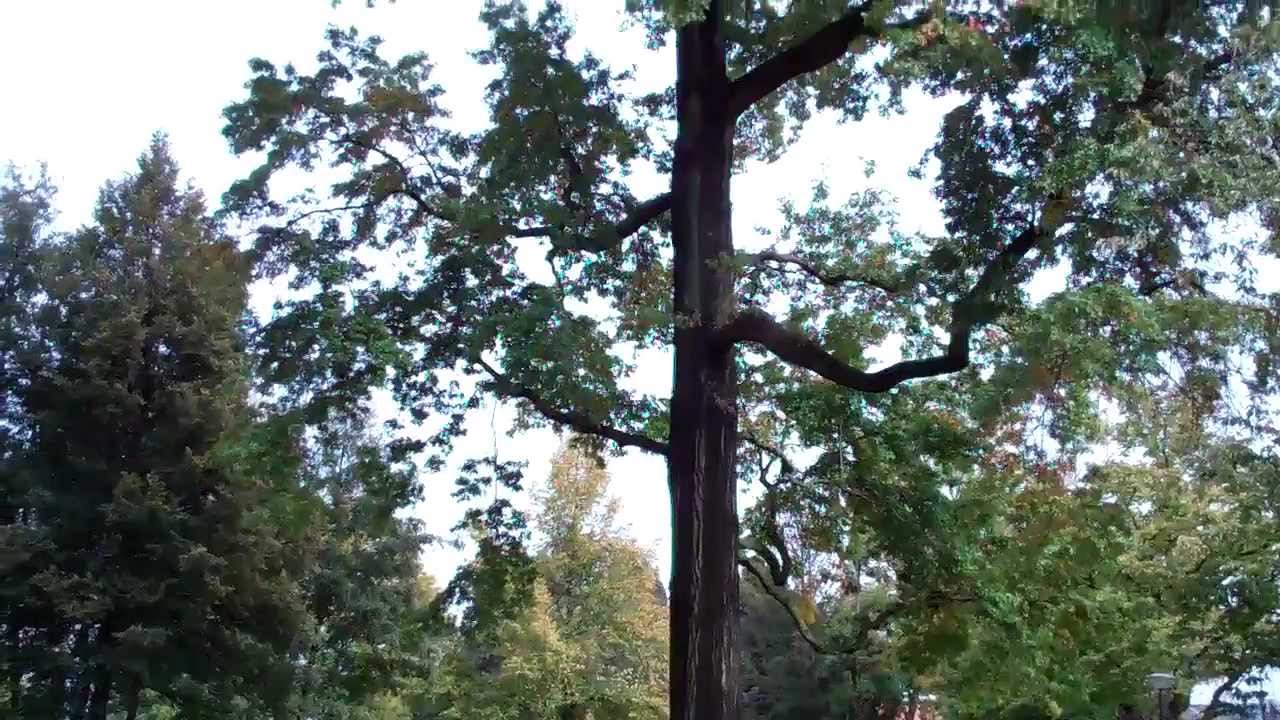 DK, EEN MOOIE EN EEN DOOIE BOOM - YouTube