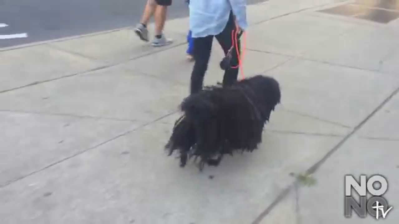 Dog with dreadlocks walking Backwards!! - YouTube