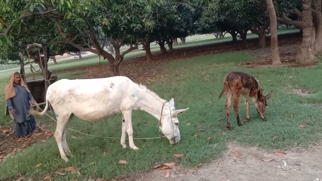 donkey with Man beautiful amazing new video part 6 - YouTube