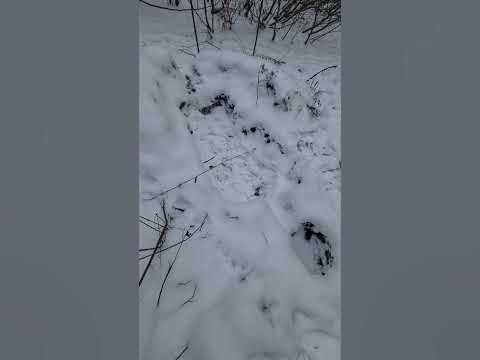 как правильно копать окоп / окоп - YouTube