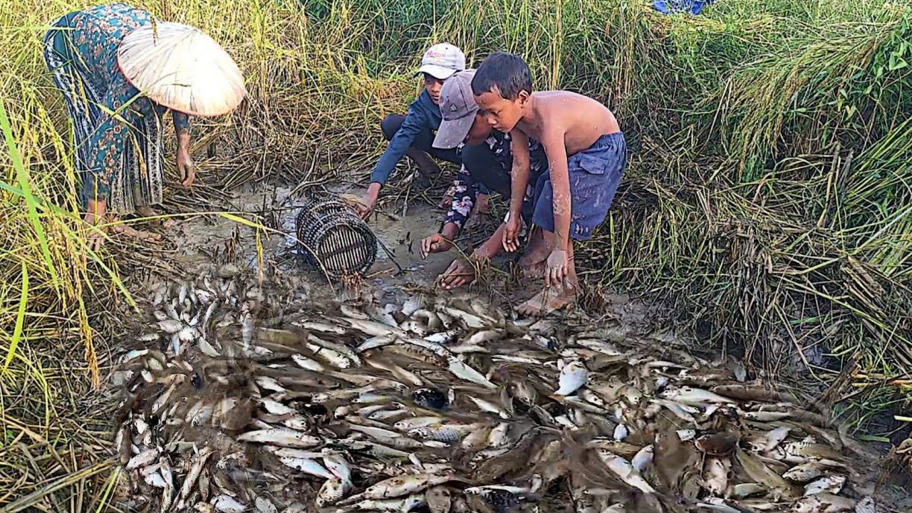 Unbelievable a lot of fishing, People skill caching fish, at low tide ...