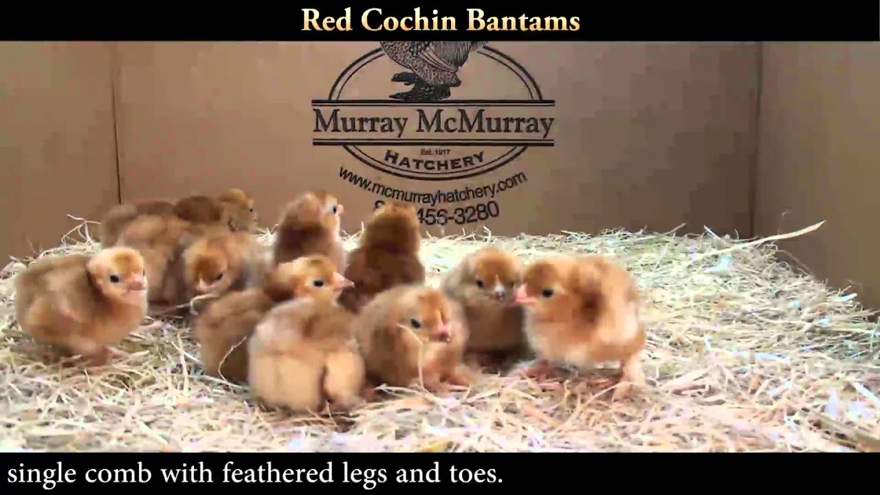 Red Cochin Bantam Chicks - YouTube