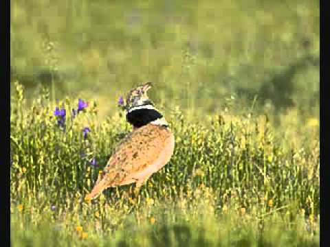 Thelleza pike mbi vetull - YouTube