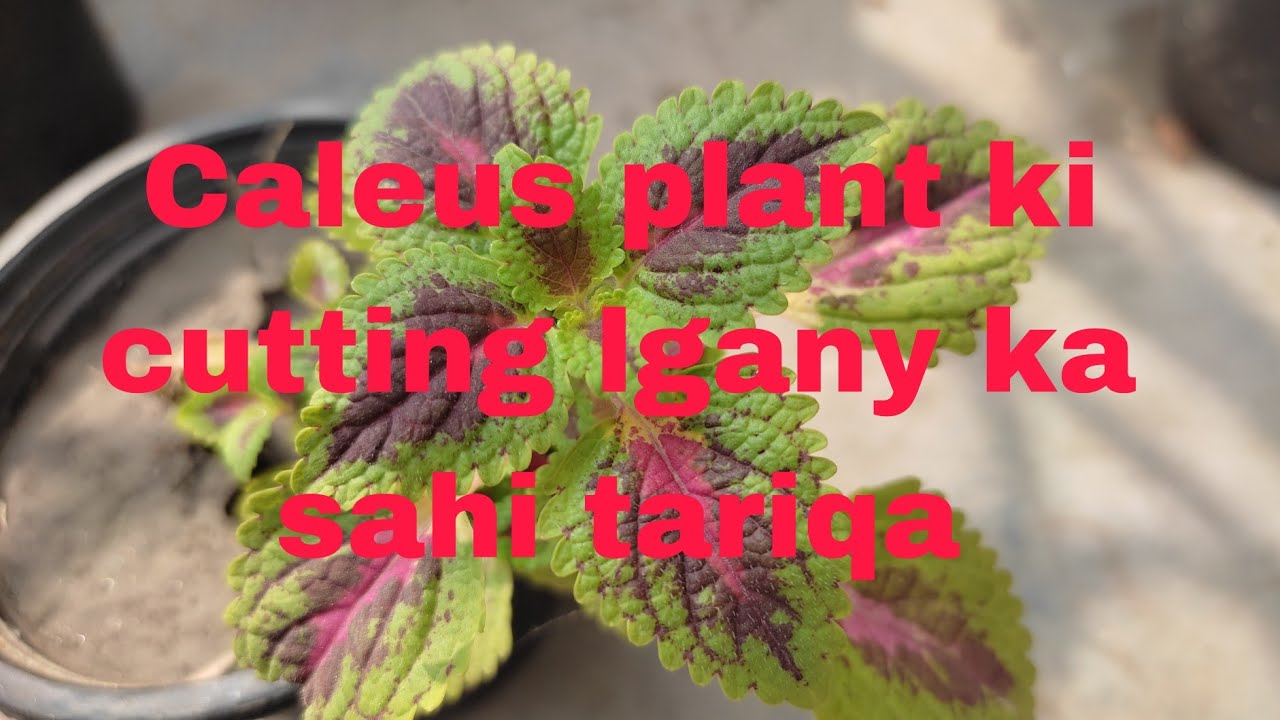 Celous plant ki es tarah cutting lgana bht he asaan h. - YouTube