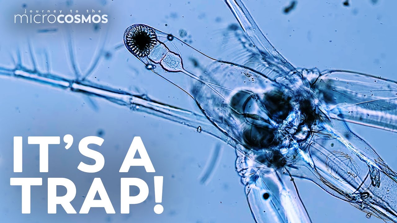 Ghost Fleas: Tiny See Through Cyclopses - YouTube