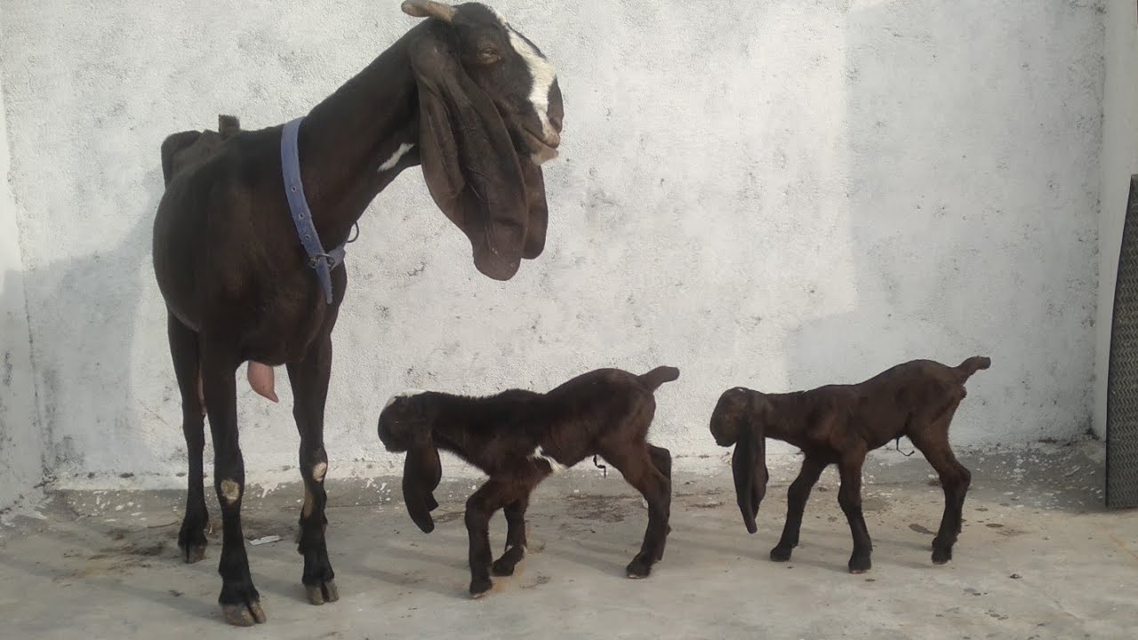 hyderabadi baby goats in hyderabad | nasi goats in hyderabad | - YouTube