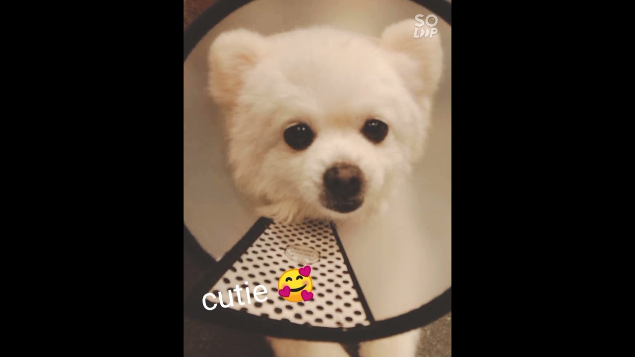 Adorable Puppy 😍#shorts - YouTube