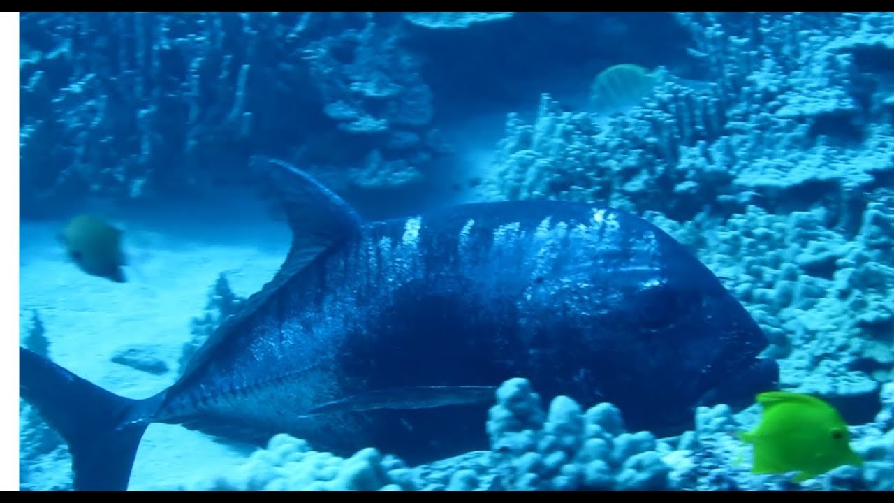 Giant Trevally HUGE ULUA Swims By Diver - YouTube