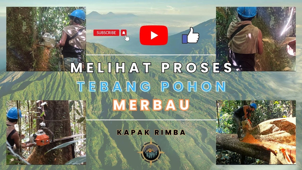 Melihat proses tebang pohon merbau - YouTube