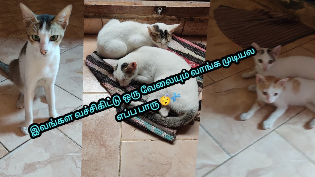 ennaiku evanunga namaku content koduka mattanga polaiyey🤔🤔 # ...