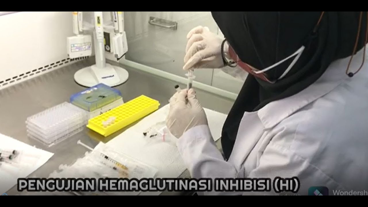 Penelitian di PT SANBIO LABORATORIES Implementasi KSKI MBKM Prodi ...