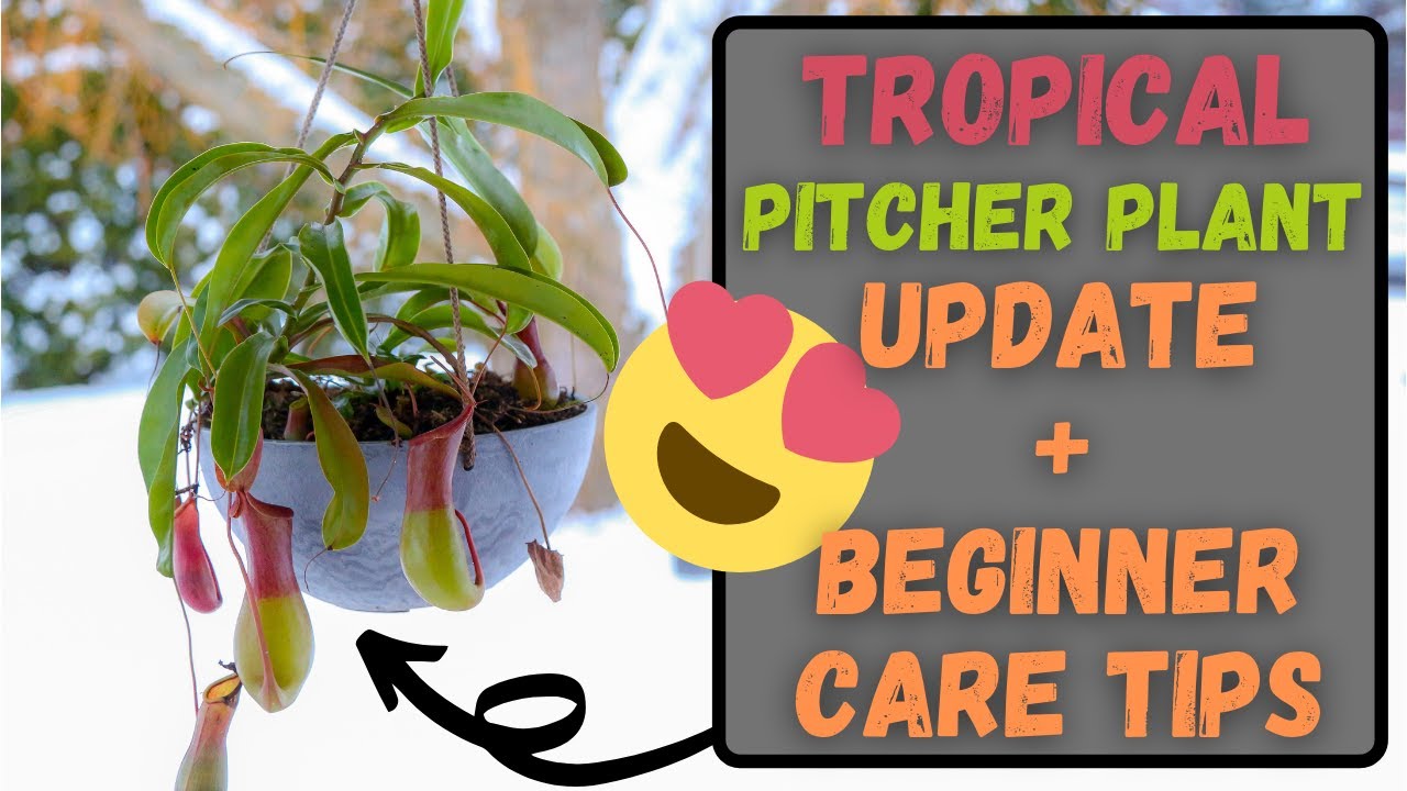 Tropical Pitcher Plant Care Tips For Beginners & Update - Did My ...