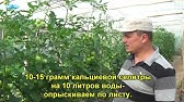 Что нужно для рассады томата - Кальций и бор. - YouTube