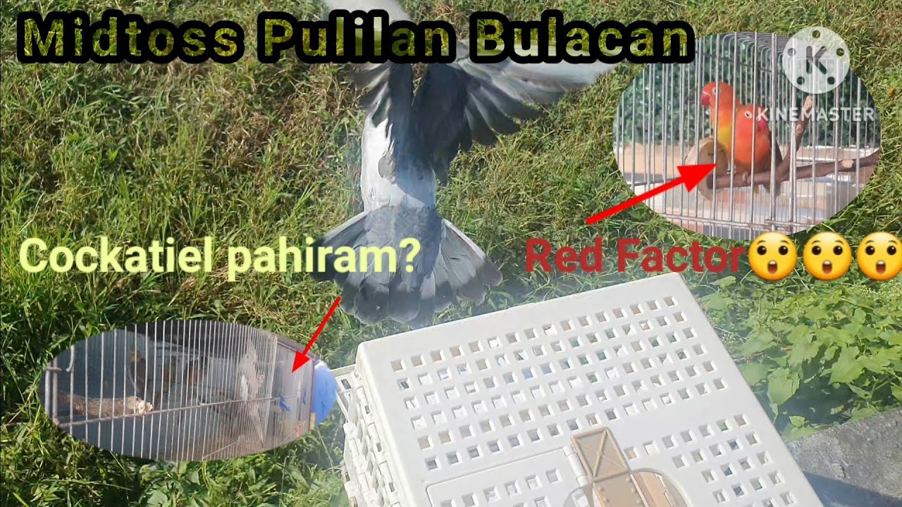 Vlog #6 - Midtoss tayo sa Pulilan Bulacan Bypass Road + Aviary visit sa ...