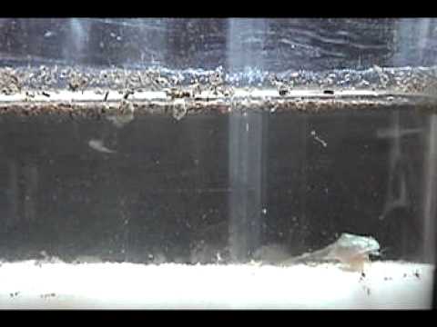Dinosaur Triops Living Fossil - YouTube