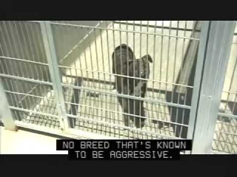 The Sam Simon Foundation Hearing Dog Program (Pt 1) - YouTube