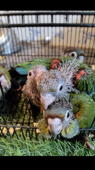 Crimson Bellied Conure Birds Chicks Available in Fancy Birds Chennai Shop OMR karapakkam # ...