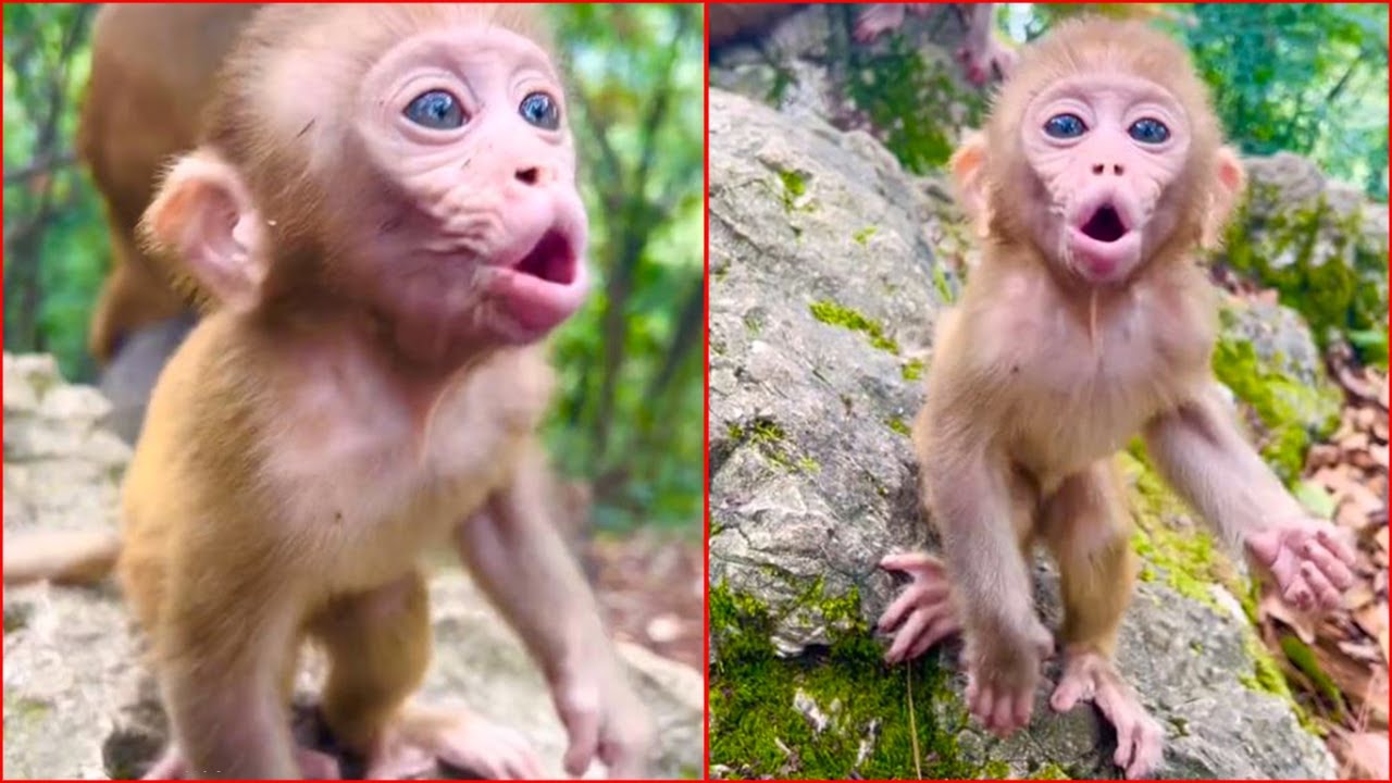 Poor baby monkey, orphaned since birth, very hungry trying to get some ...