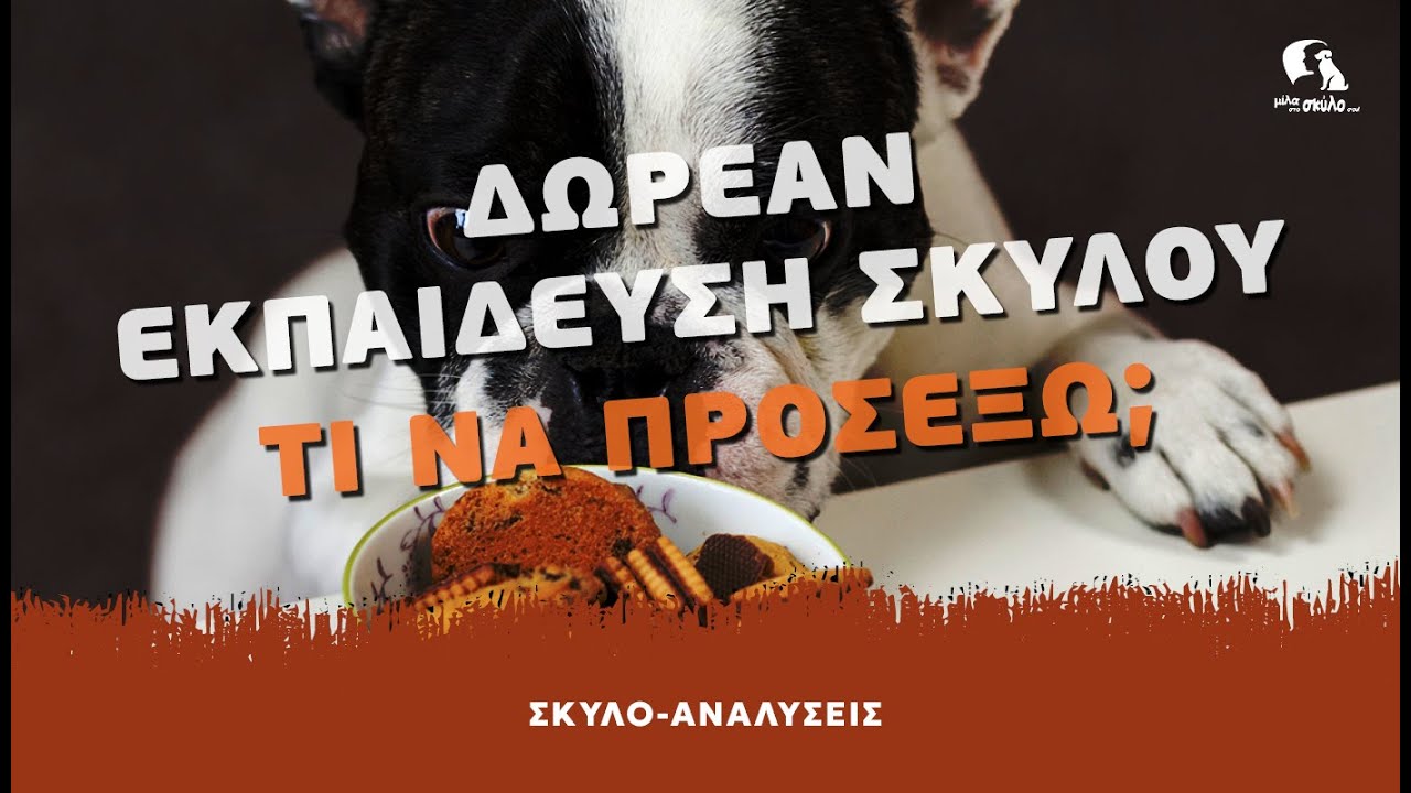 ΣΚΥΛΟ-ΑΝΑΛΥΣΕΙΣ #7 - Δωρεάν Εκπαίδευση Σκύλου, τι να προσέξω; - ΜΙΛΑ ...