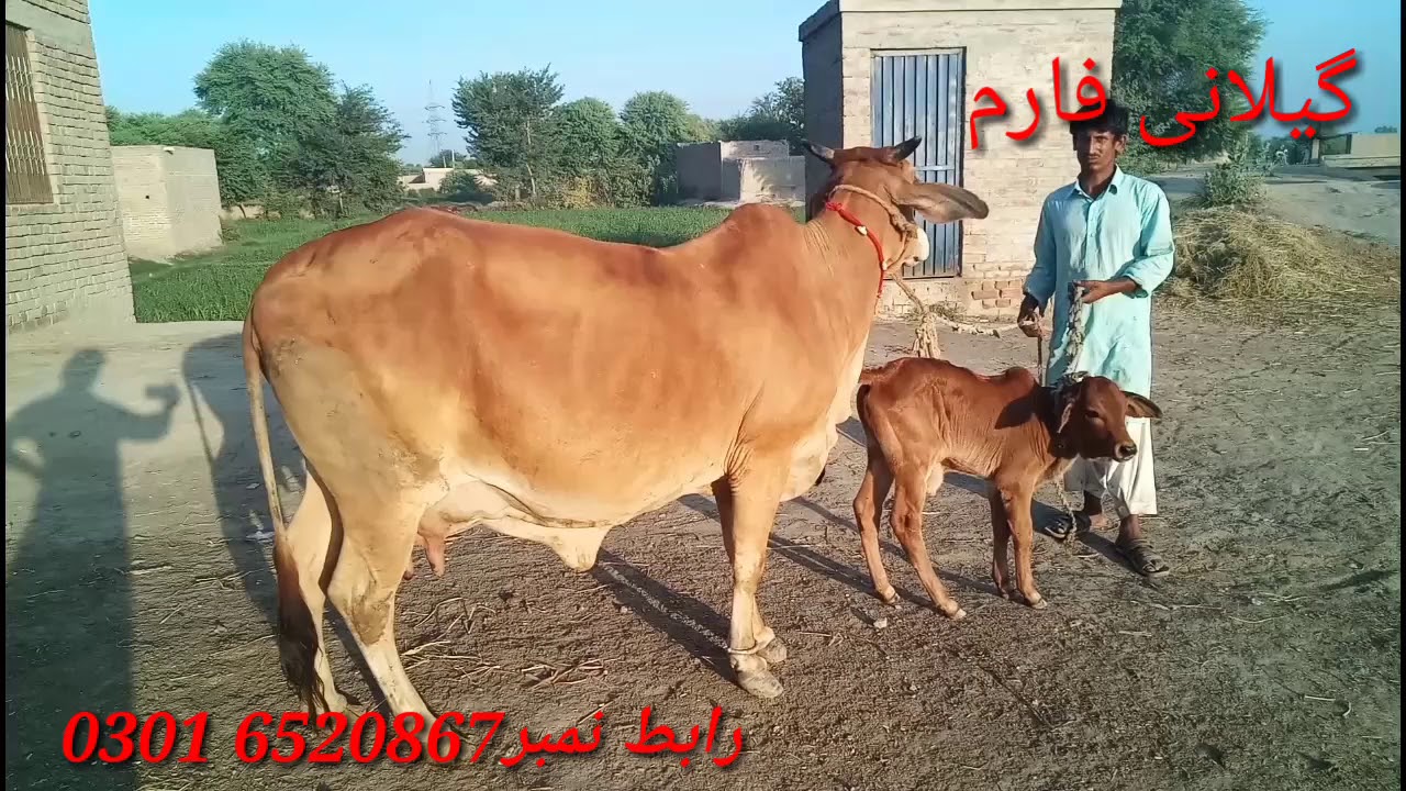 pure cholistani cow and contect - YouTube