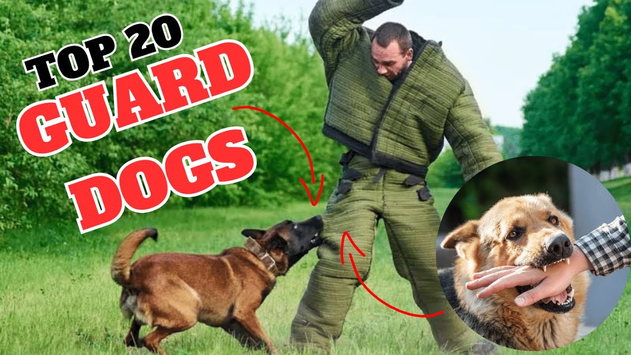 Top 20 Family Guard Dog Breeds || Ultimate Protection for Your Home ...