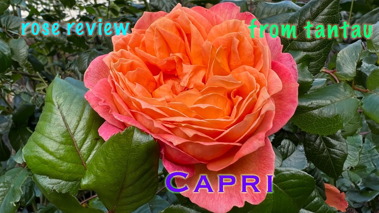 Review Rose Capri (Tantau, 2014) - The Queen of the End of the Season ...