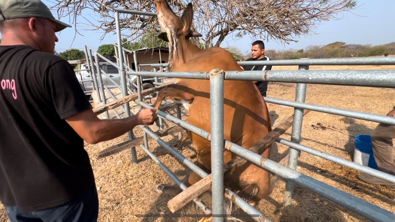 Vaca brava,,,la payasa se puso brava después que le pusieron el embrion ...