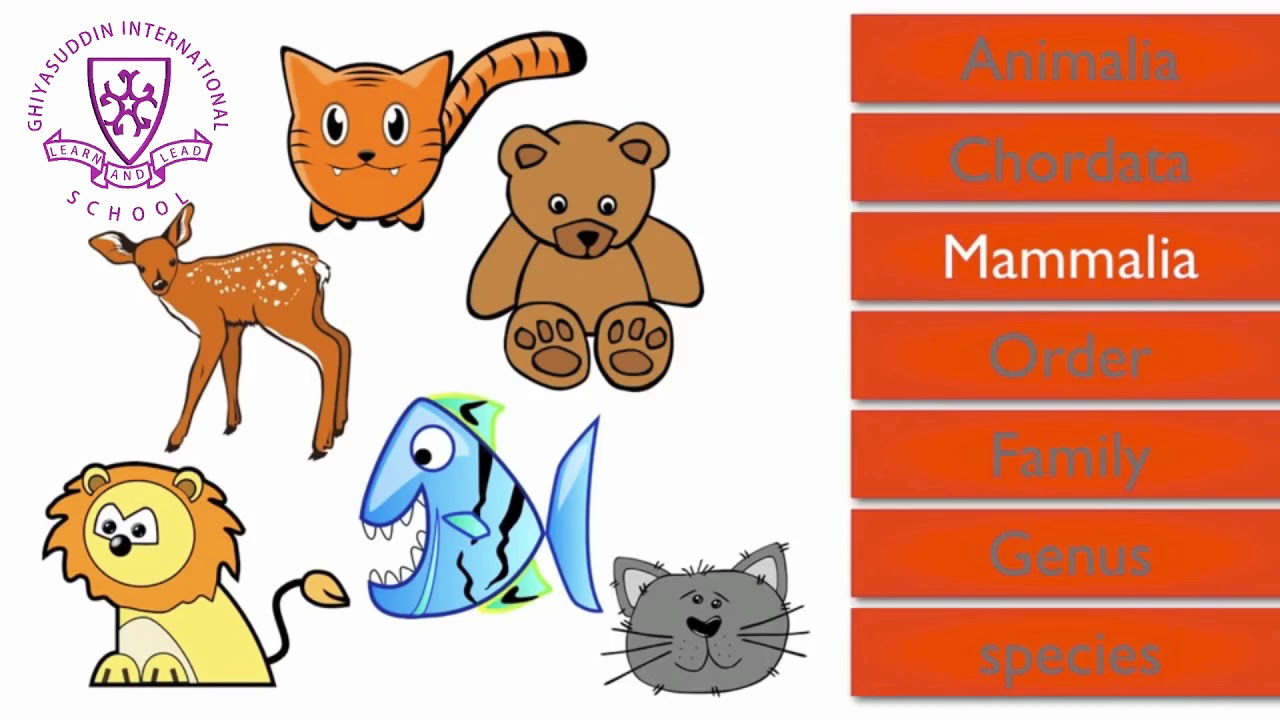 Classification (GCSE MARINE SCIENCE) - YouTube