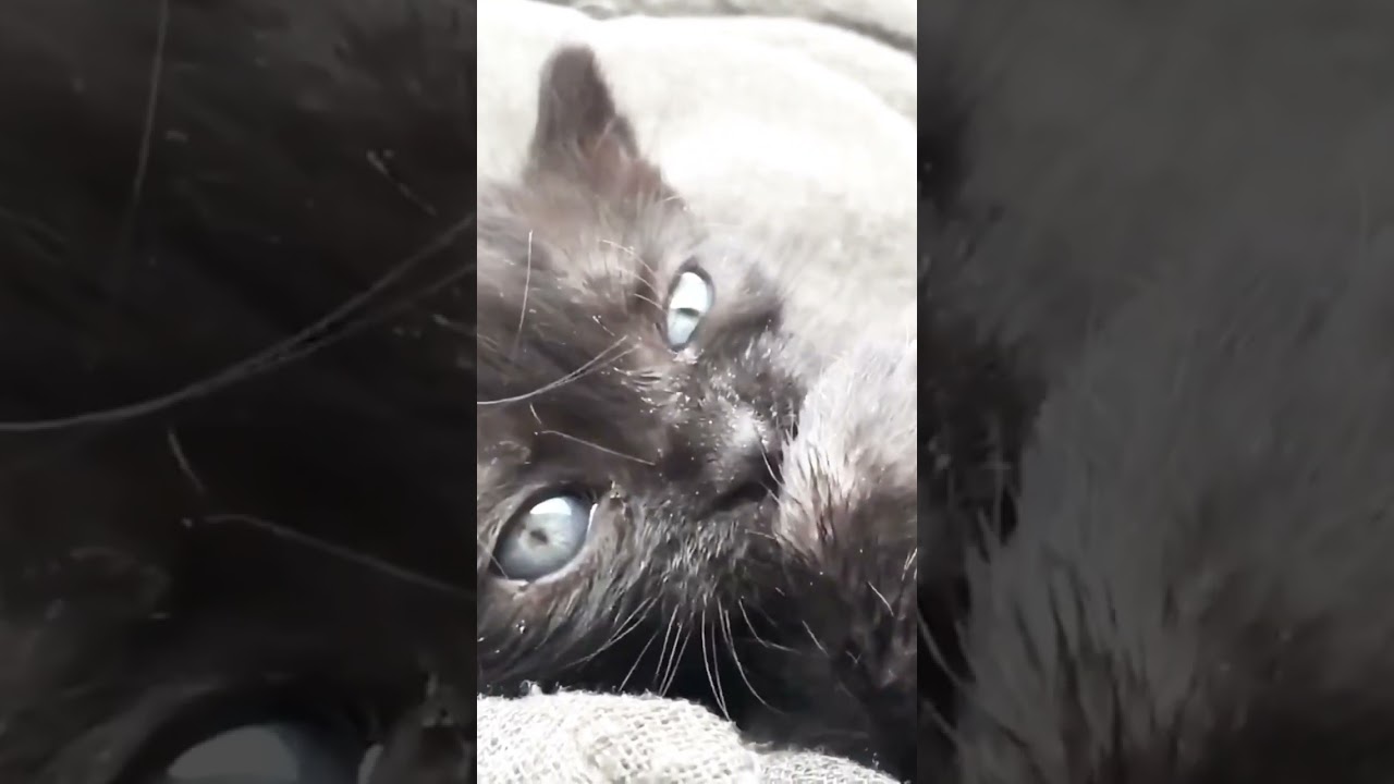 Baby Cat Ahhh😍🐈 #shorts - YouTube