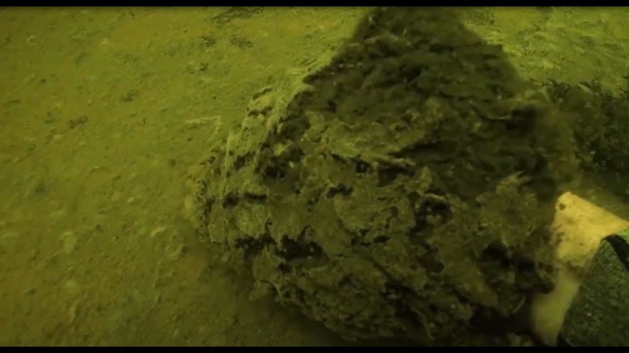 Red tide: Bradenton diver investigates toxic algal bloom's Gulf effects ...