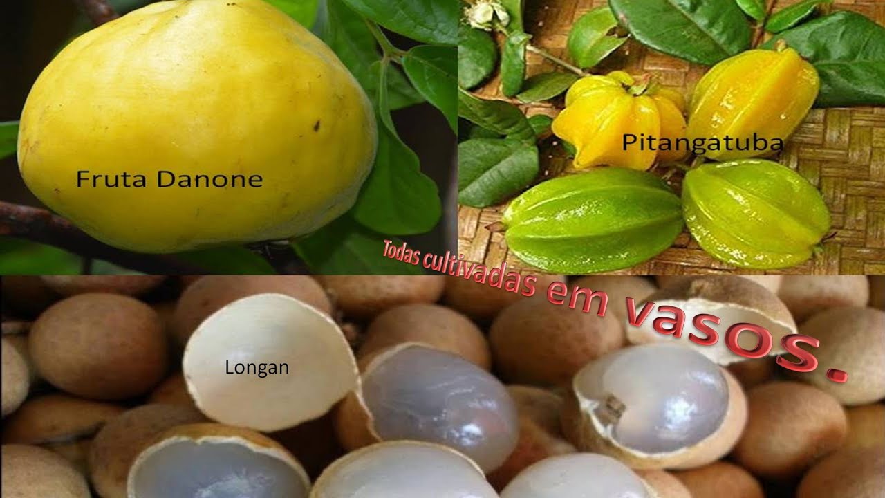 Fruta Danone, Pitangatuba e Longan todas em vasos. - YouTube