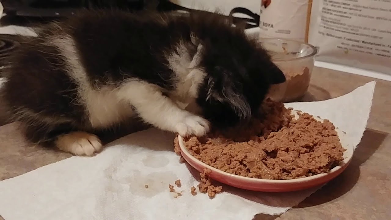 Rescue Kitten Dave Trying to Eat Solid Food - YouTube