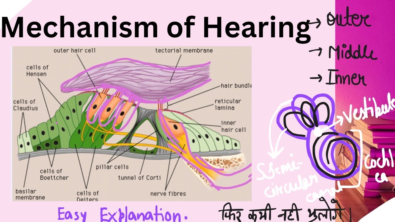 Human ear - Mechanism of Hearing in Hindi | Part 2 | Cochlea | Organ of ...