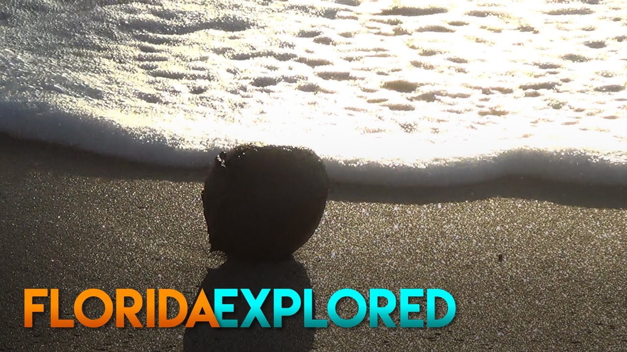 Coconut Bouncing in the Waves - Pompano Beach, FL | Florida Explored ...