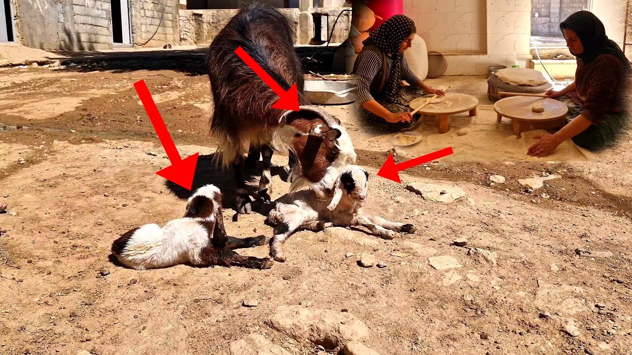 Baking bread and giving birth to lambs - YouTube